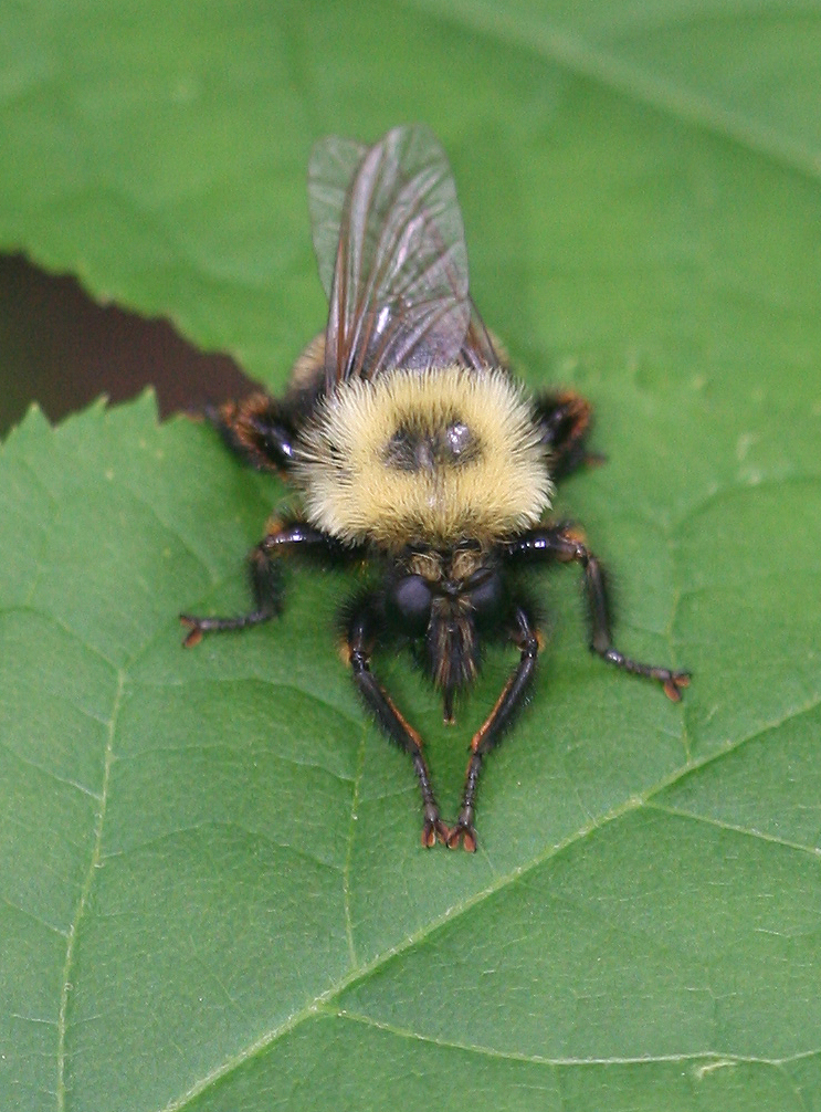 Bee-like Robber Fly | Project Noah