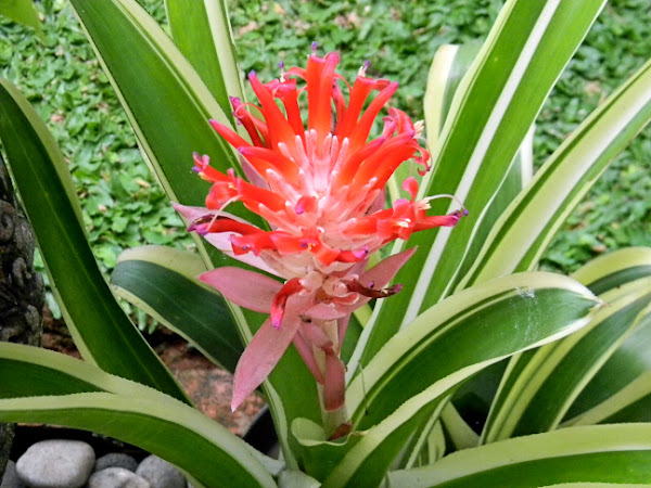 variegated bromeliad | Project Noah