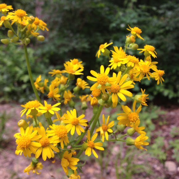 Butterweed | Project Noah