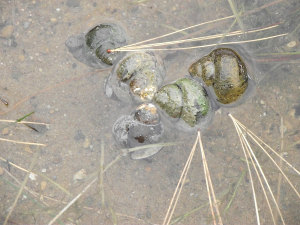 Spindle Lymnaea | Project Noah