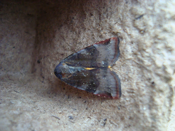 Lesser Broad-bordered Yellow Underwing | Project Noah