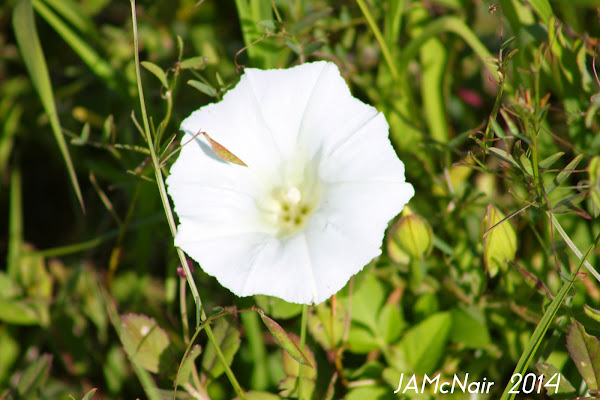 Hedge Bindweed | Project Noah