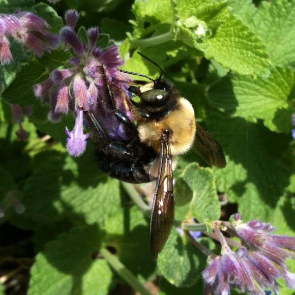 Bumble bee | Project Noah