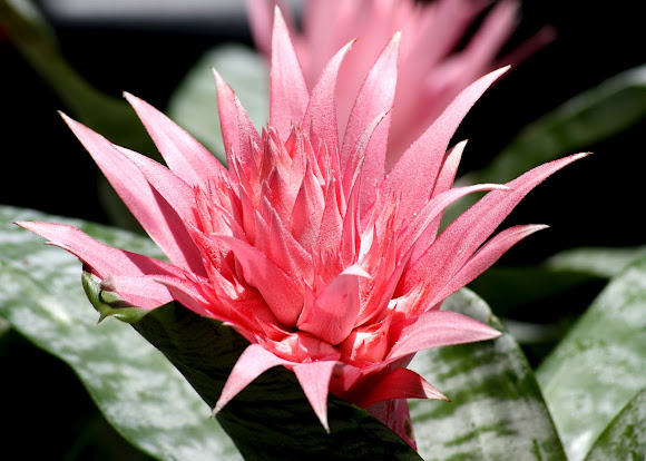 Silver vase bromeliad | Project Noah