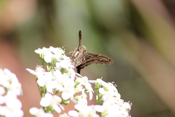 Long-tailed Skipper | Project Noah