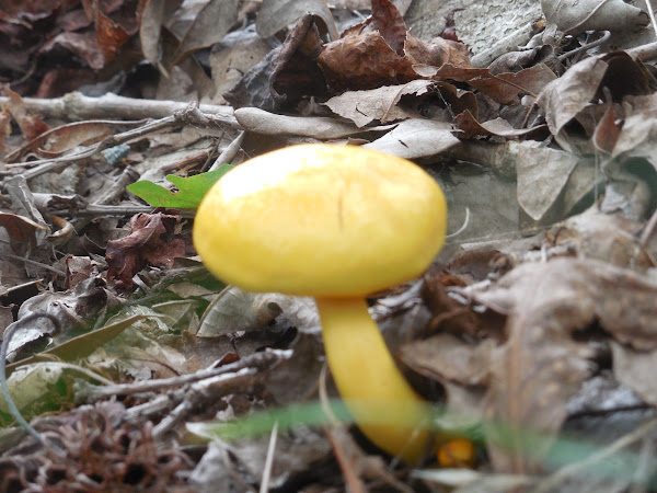 Yellow Waxy Cap | Project Noah