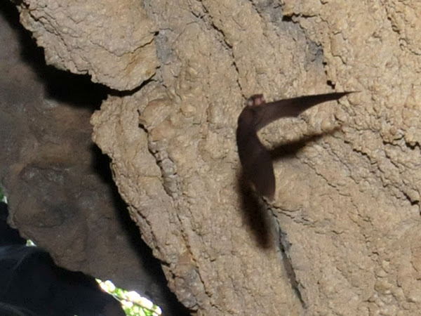 Bent-winged Bats | Project Noah