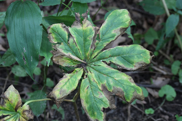 Mayapple fruit | Project Noah