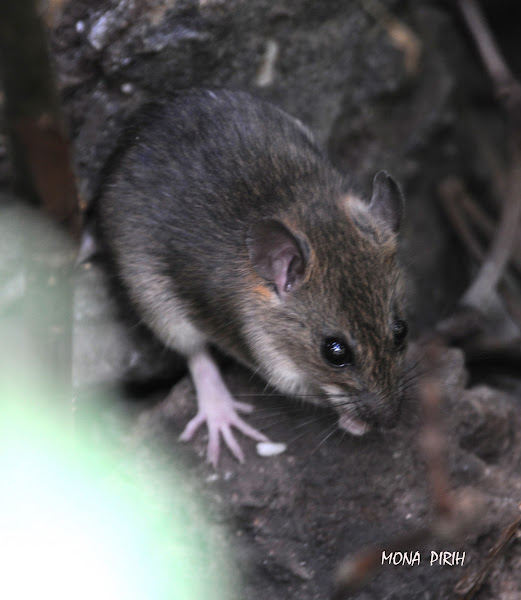 Bartels's Rat | Project Noah