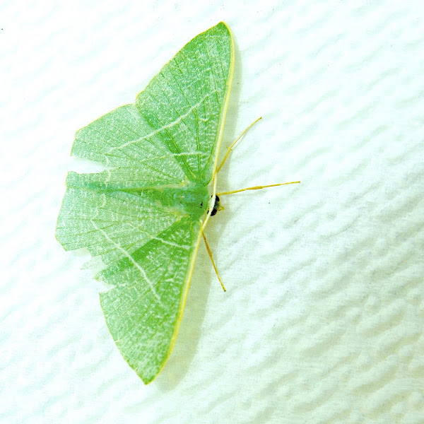 Emerald Moth | Project Noah