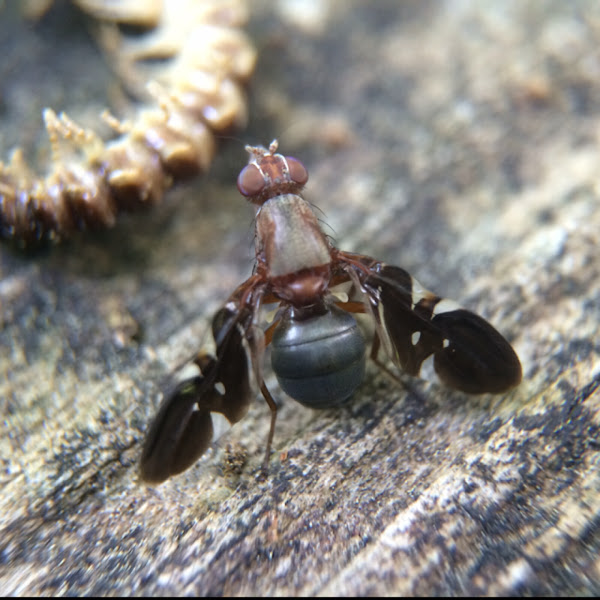 Picture-winged fly | Project Noah