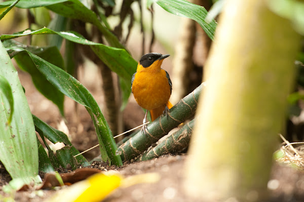 Snowy-crowned Robin-chat | Project Noah