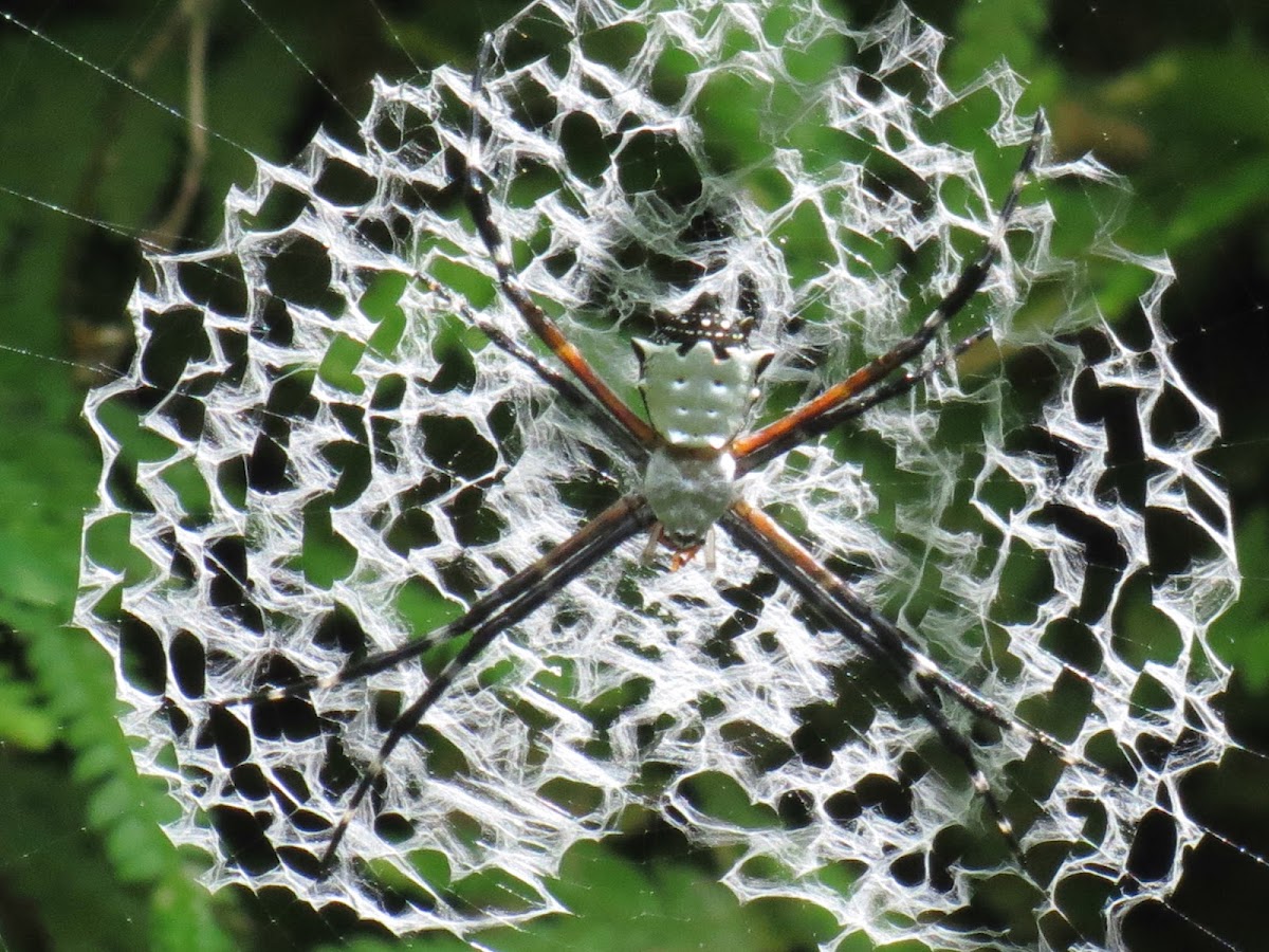 Orb Weaver Project Noah