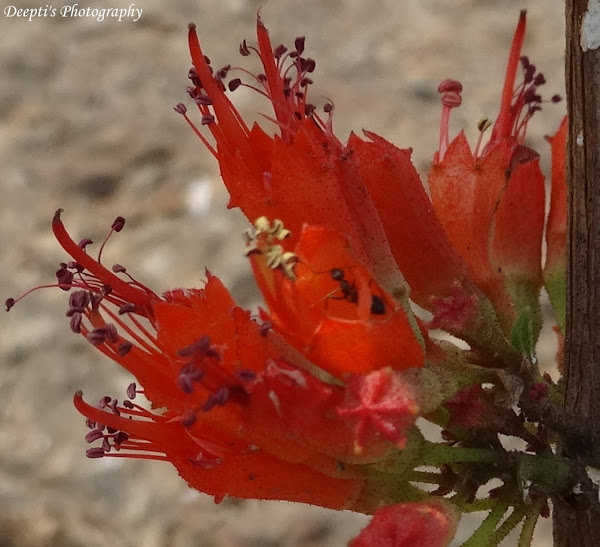 Fire Flame Bush | Project Noah