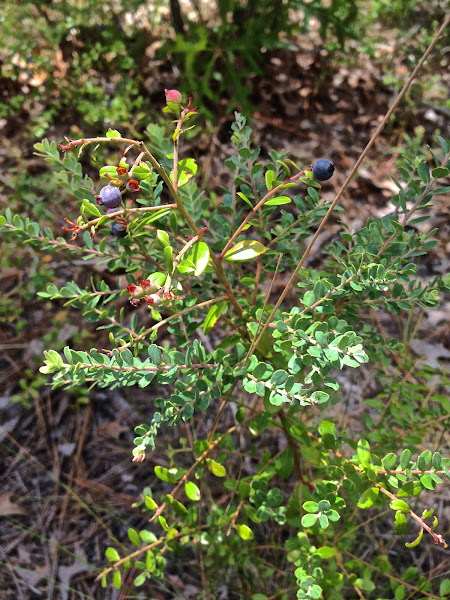 Shiny Blueberry | Project Noah