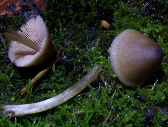 Star Pinkgill? | Project Noah