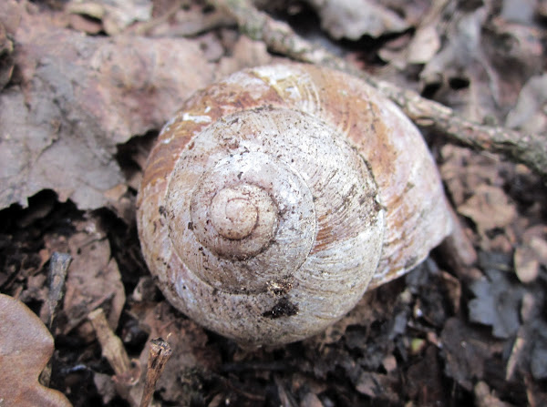 Burgundy snail hibernating | Project Noah