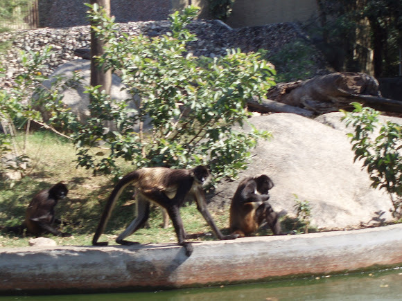 Monkey | Project Noah