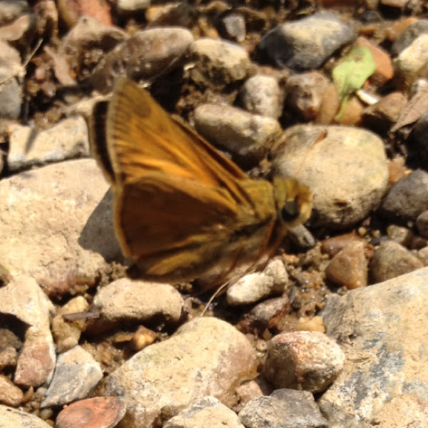 Skipper Butterfly | Project Noah