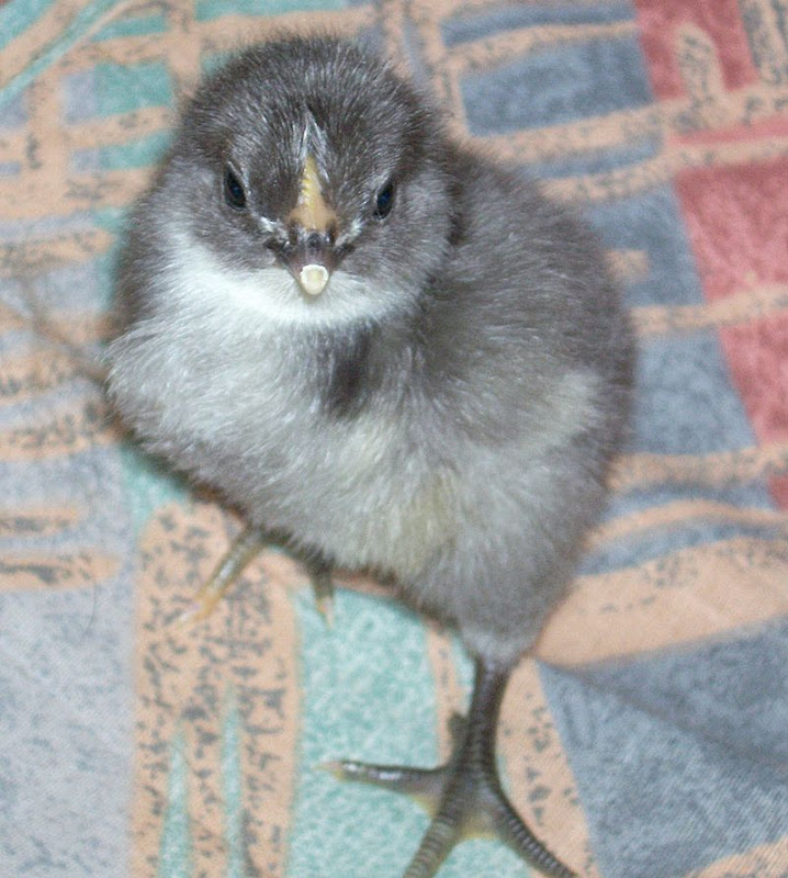 Bama's Orpington Grandchicks! Baby Pics! Are 2 blues? & My Australorps ...