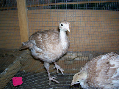 We've decided on Jersey Buff Turkeys! New Pics pg6 | Page 5 | BackYard ...