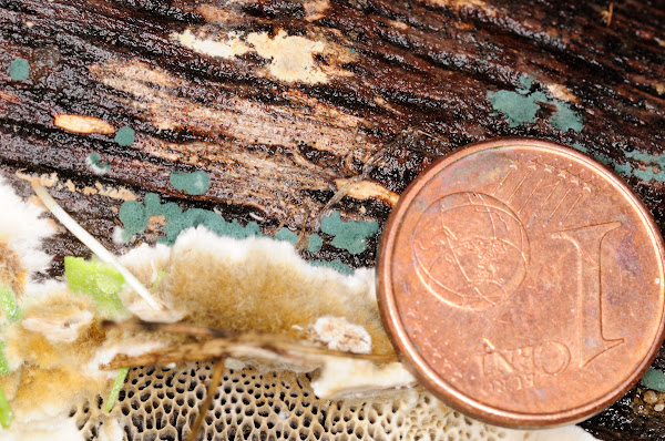 Trichoderma viride | Project Noah