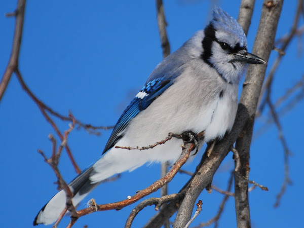 Blue Jay | Project Noah