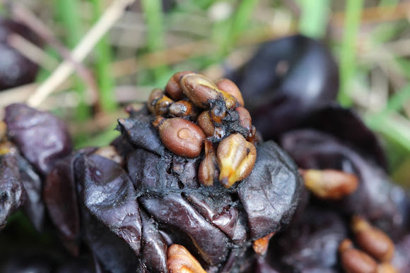 animal droppings | Project Noah