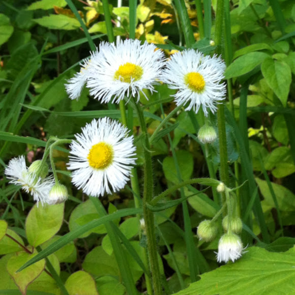 Daisy Fleabane | Project Noah