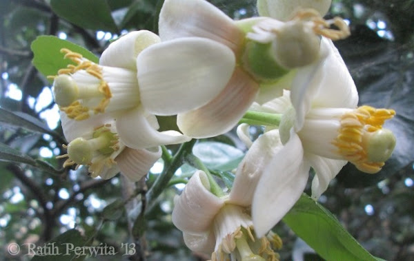 Bunga Jeruk Bali | Project Noah