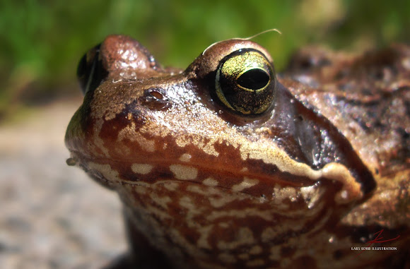 European Common Brown Frog | Project Noah