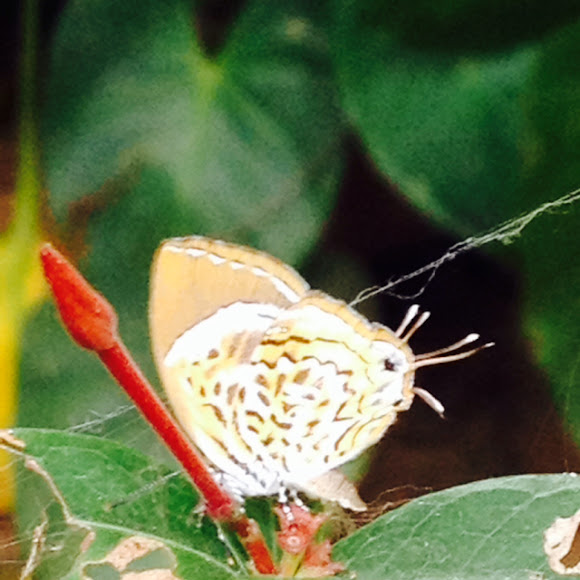 Monkey Puzzle Butterfly | Project Noah