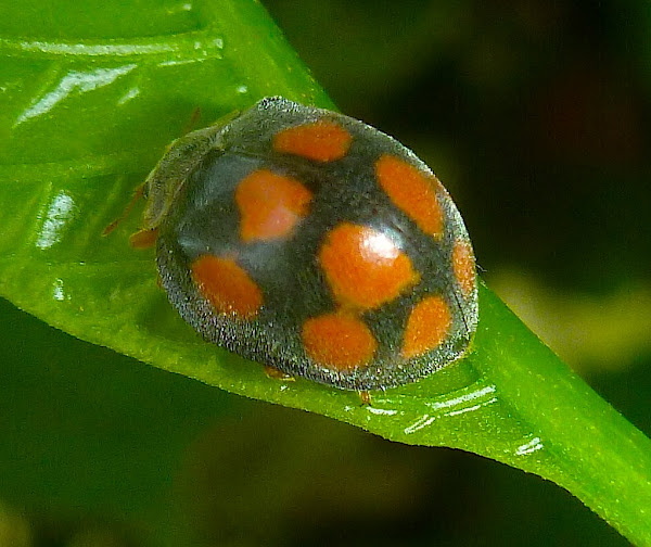Phytophagous Ladybug | Project Noah