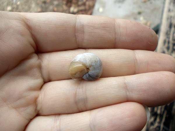 White garden snail (άσπρο σαλιγκάρι) | Project Noah