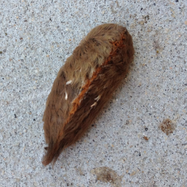 Asp caterpillar (flannel moth larva) | Project Noah