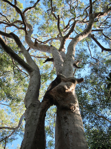 Sydney Red Gum | Project Noah