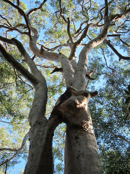 Sydney Red Gum | Project Noah