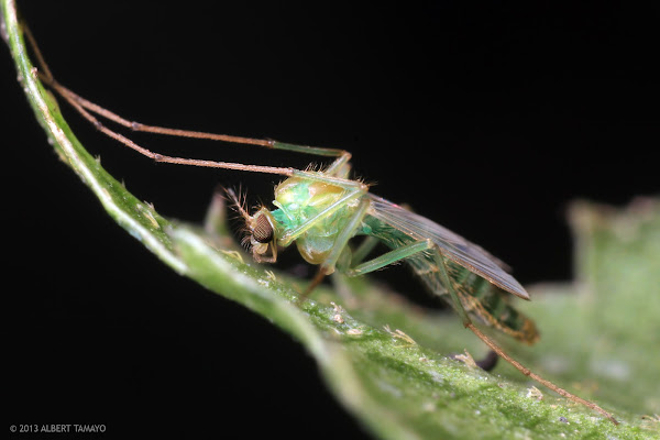 Green Midge | Project Noah