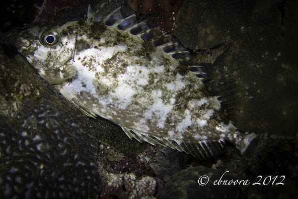 Rabbitfish, Spinefoot | Project Noah