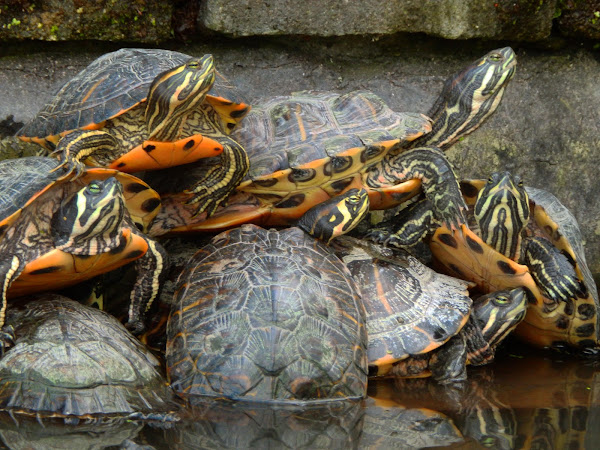 Florida turtles | Project Noah