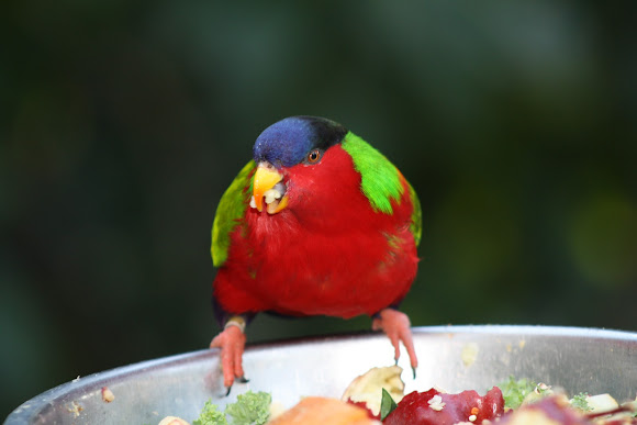 Collared lory | Project Noah