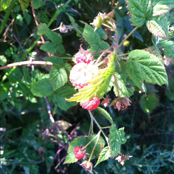 American Raspberry | Project Noah
