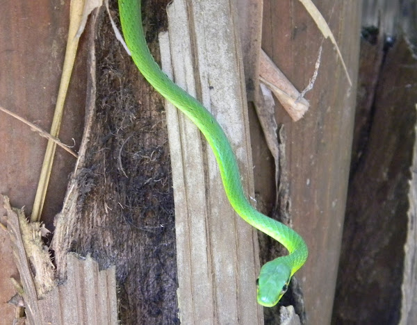 Culebra Voladora - Green Parrot Snake | Project Noah