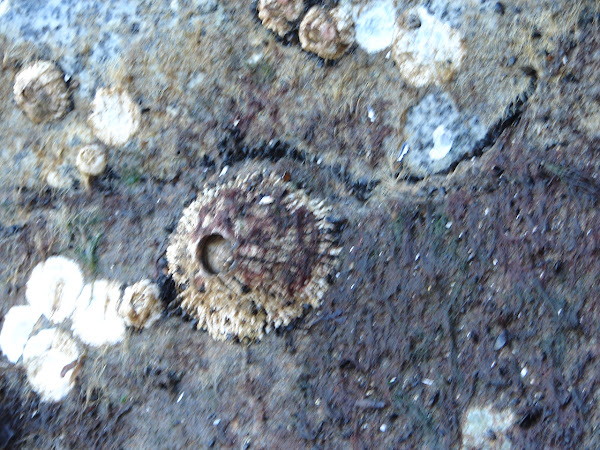 Barnacle | Project Noah