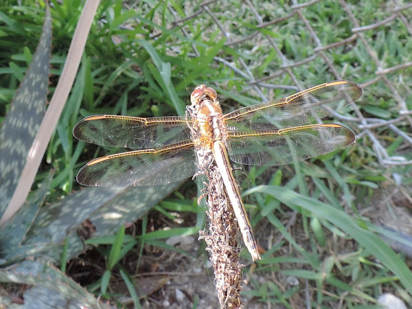 Spangled Skimmer Dragonfly (female) | Project Noah