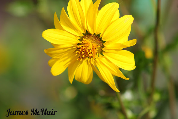 Creeping Oxeye | Project Noah