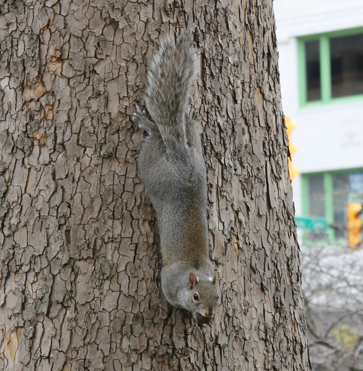 eastern gray squirrel | Project Noah