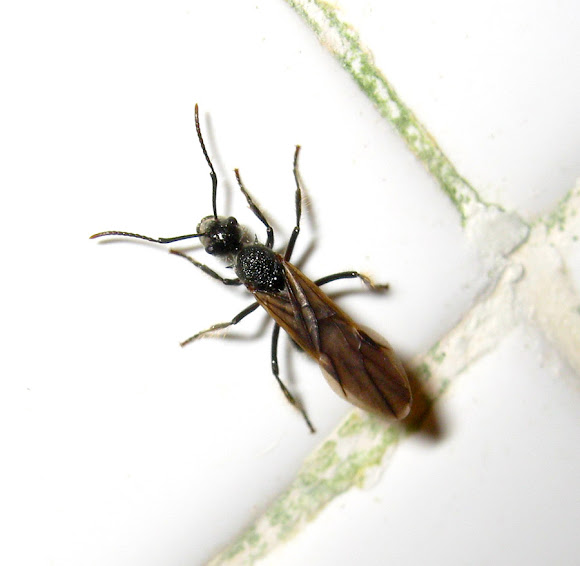 Ant Alate | Project Noah