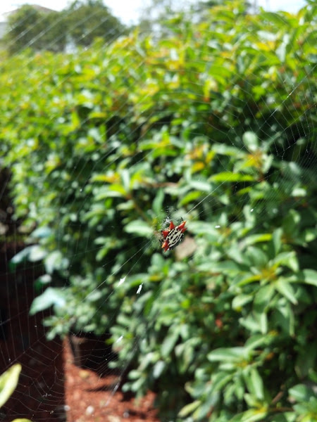 Spiny Orb-weaver | Project Noah