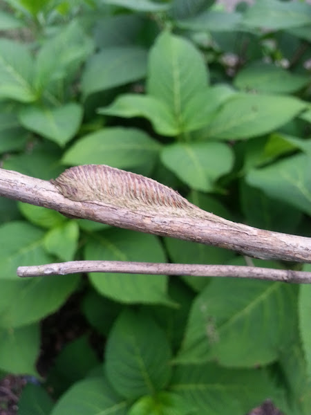 Carolina Mantis Ootheca (egg case) | Project Noah